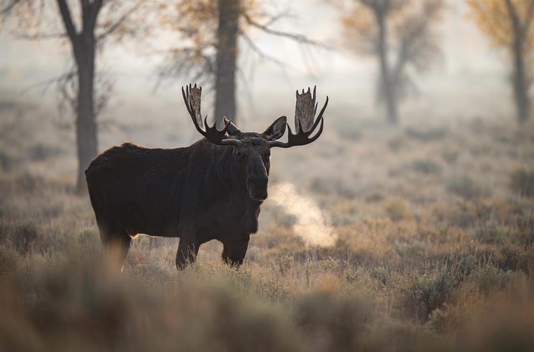 Big Bull Moose With Frosty Breath in the Autumn Air - Giclee Prints - Etsy