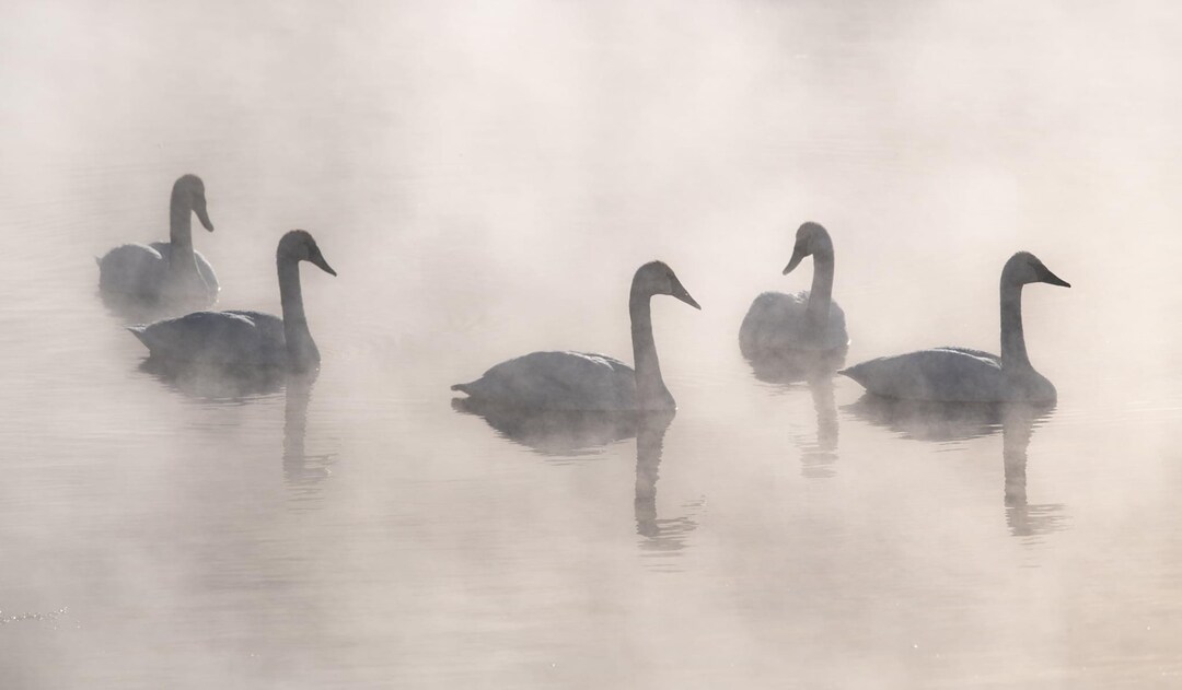 Five Swans Giclee Prints - Etsy