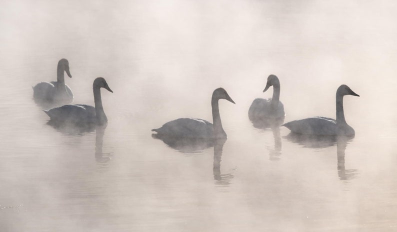 Five Swans Giclee Prints - Etsy