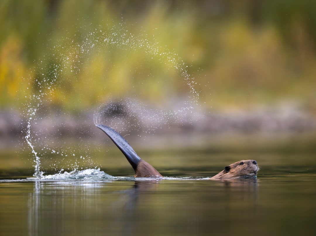 A SLAPSHOT - Beaver Slapping Tail - Giclee Prints - Etsy