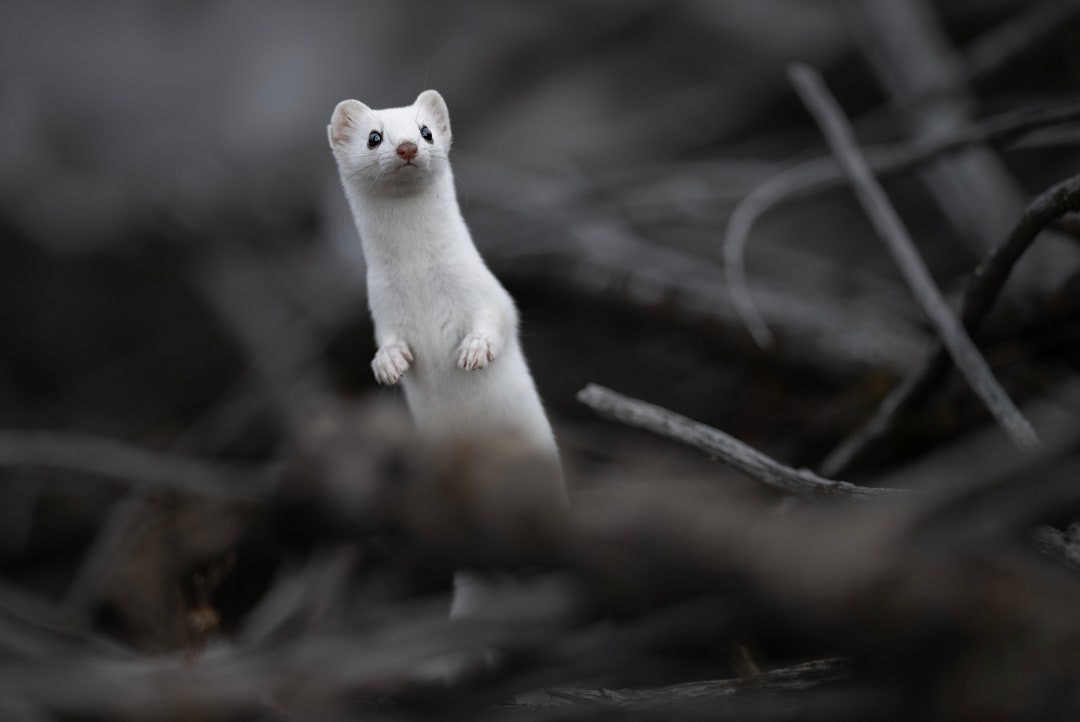 White Ermine in Dark Forest - Giclee Prints - Etsy