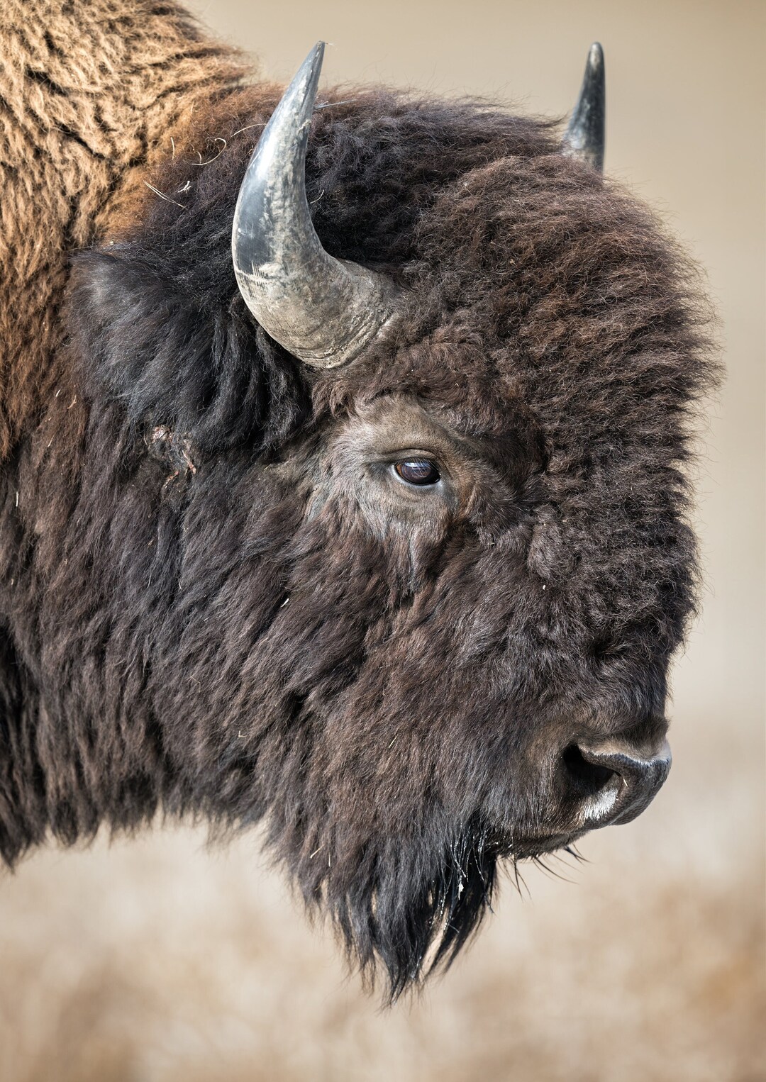 Bull Bison Vertical Portrait - Giclee Prints - Etsy