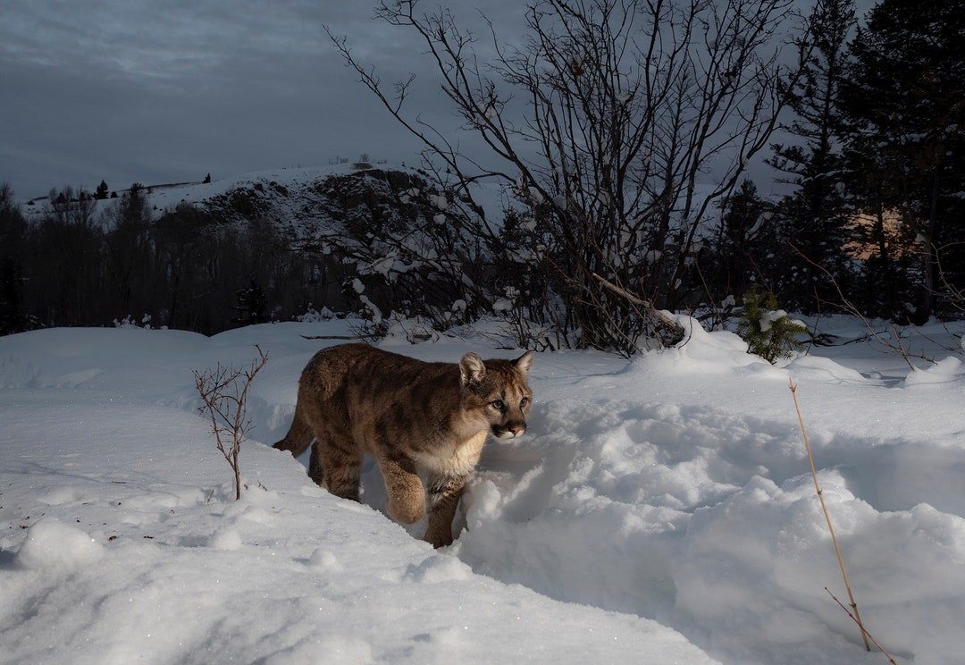 Catamount - Baby Mountain Lion Exploring His Kingdom - Giclee Prints - Etsy