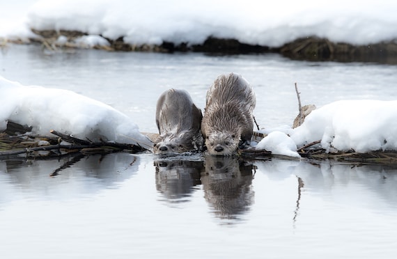 Otters Crossing a Beaver Dam Giclee Prints - Etsy