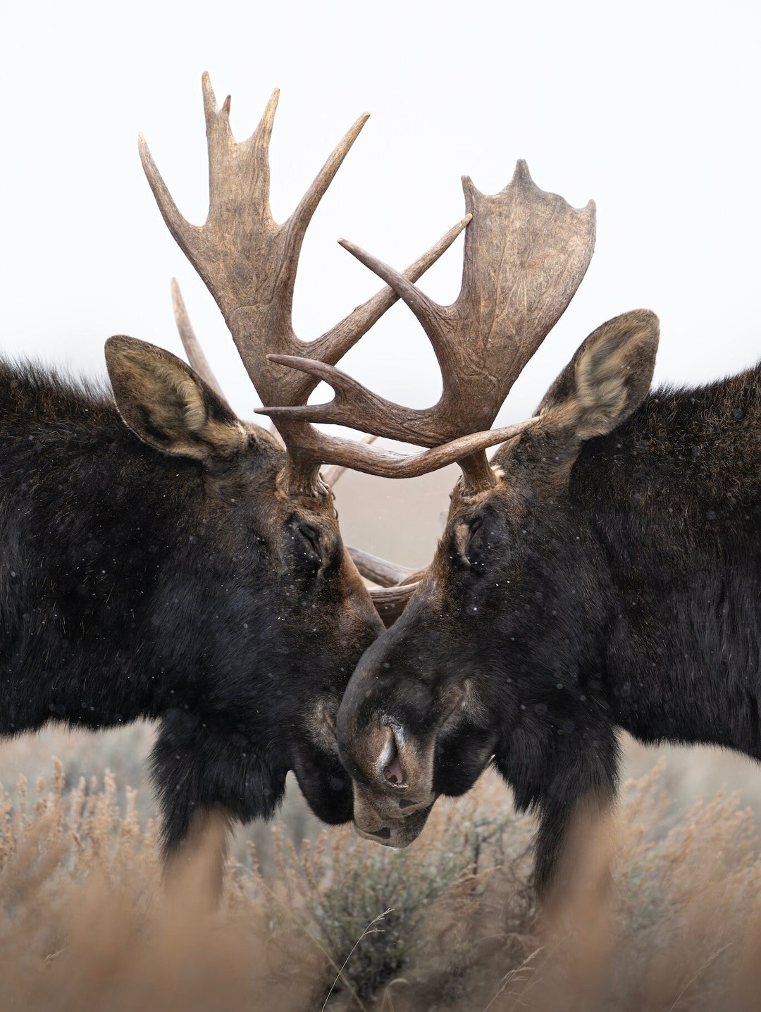 Two Bull Moose Vertical Portrait - Giclee Prints - Etsy