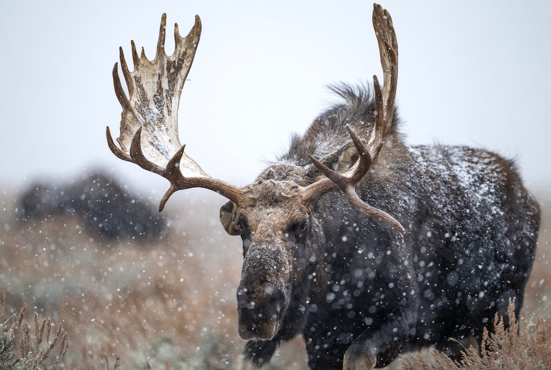 Hoback the Bull Moose in a Blizzard - Giclee Prints - Etsy