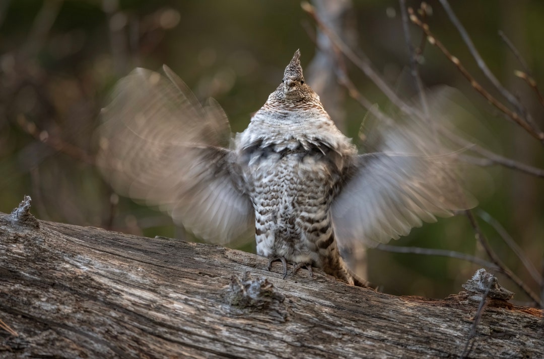 Portrait of a Ruffed Grouse Drumming - Giclee Prints - Etsy