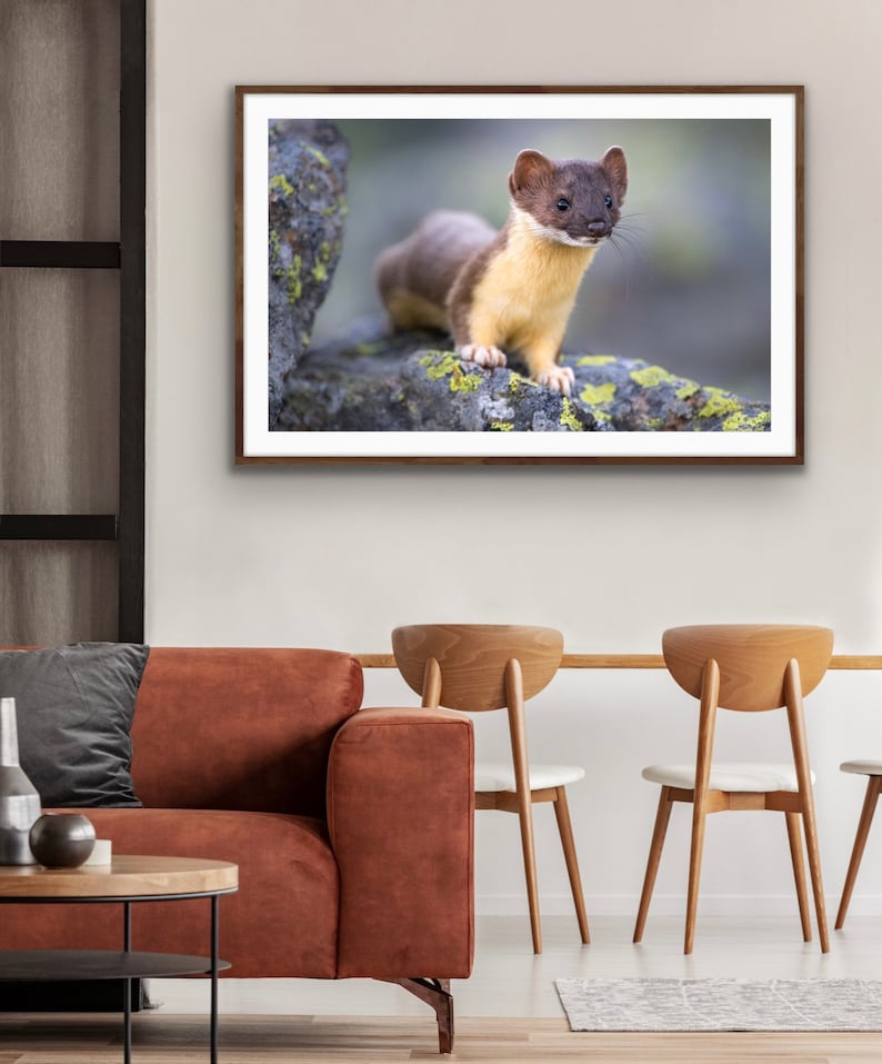 Long Tailed Weasel Portrait- Giclee Prints - Etsy