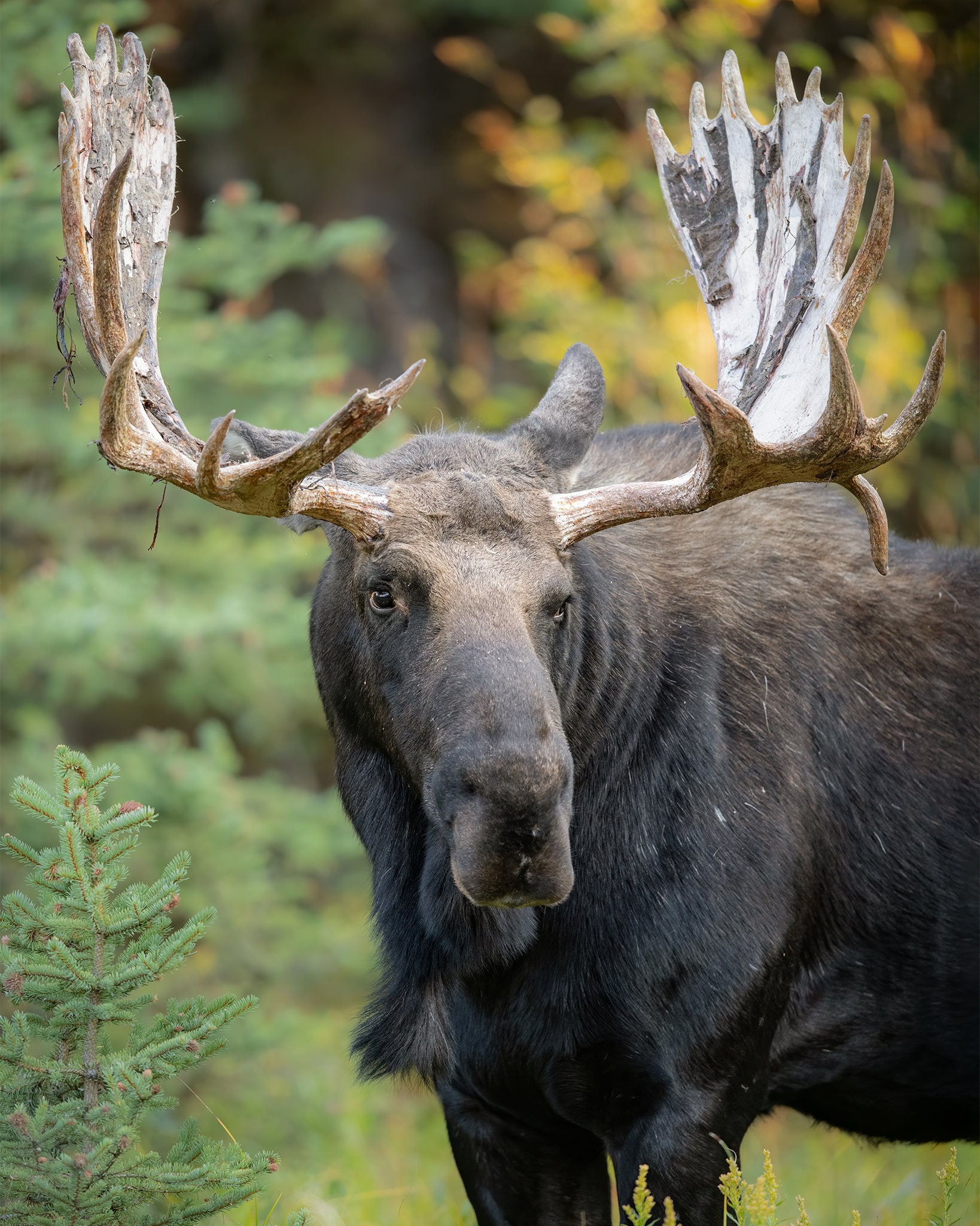 Moose in the Dark woods Giclee photography prints | Etsy