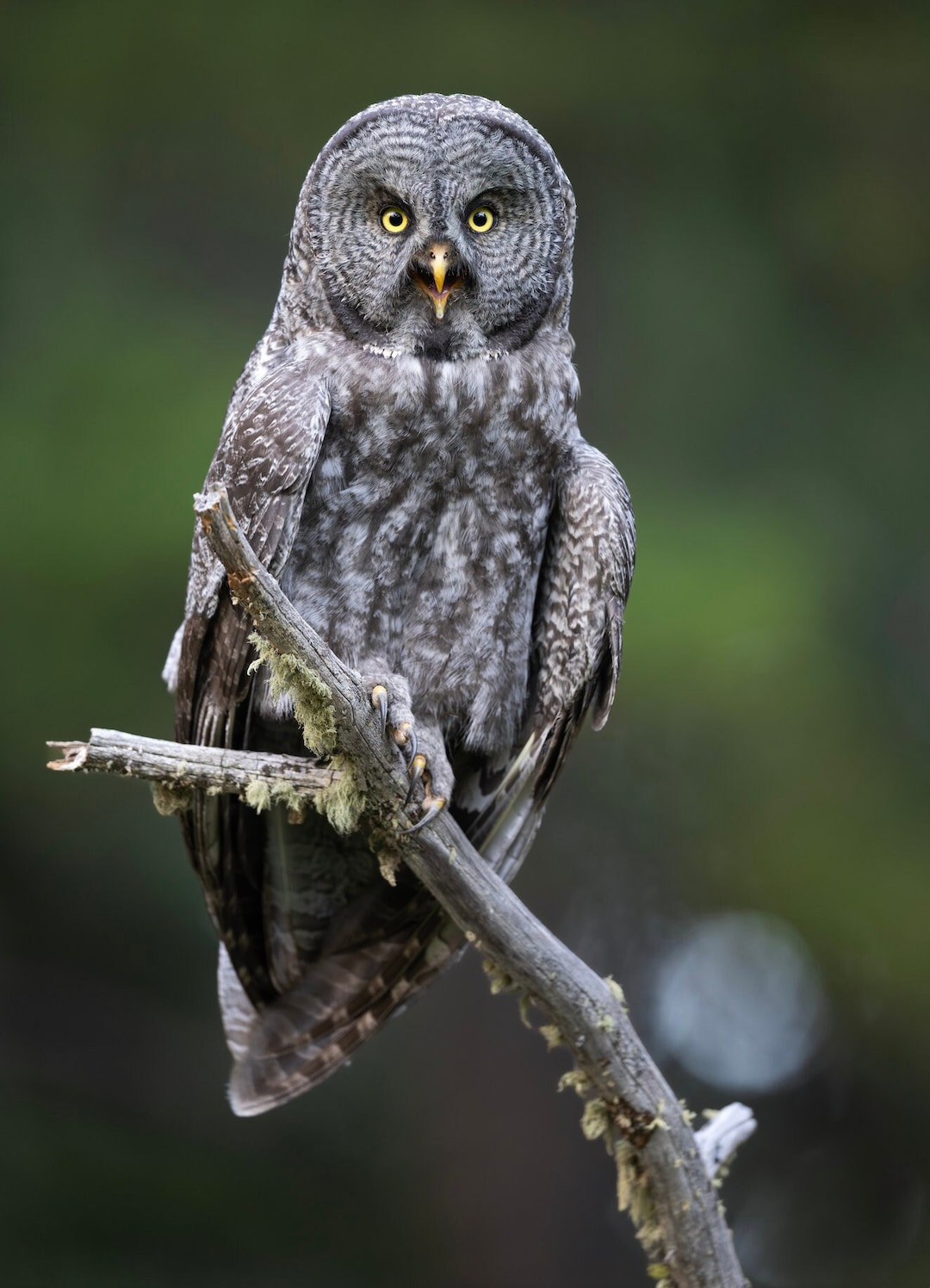 Vocalizing Great Grey Owl - Giclee Prints - Etsy