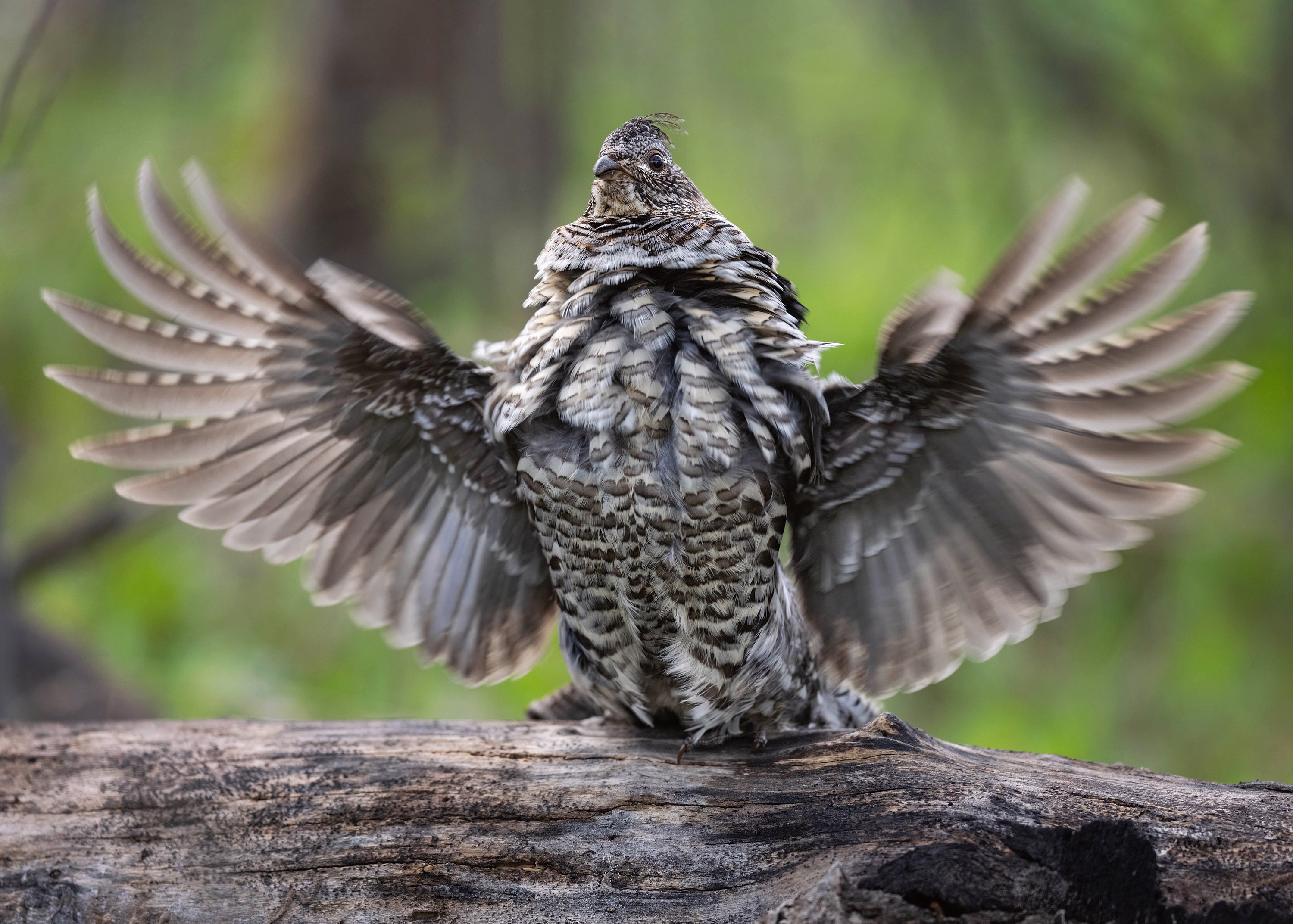 Ruffed Grouse Drumming