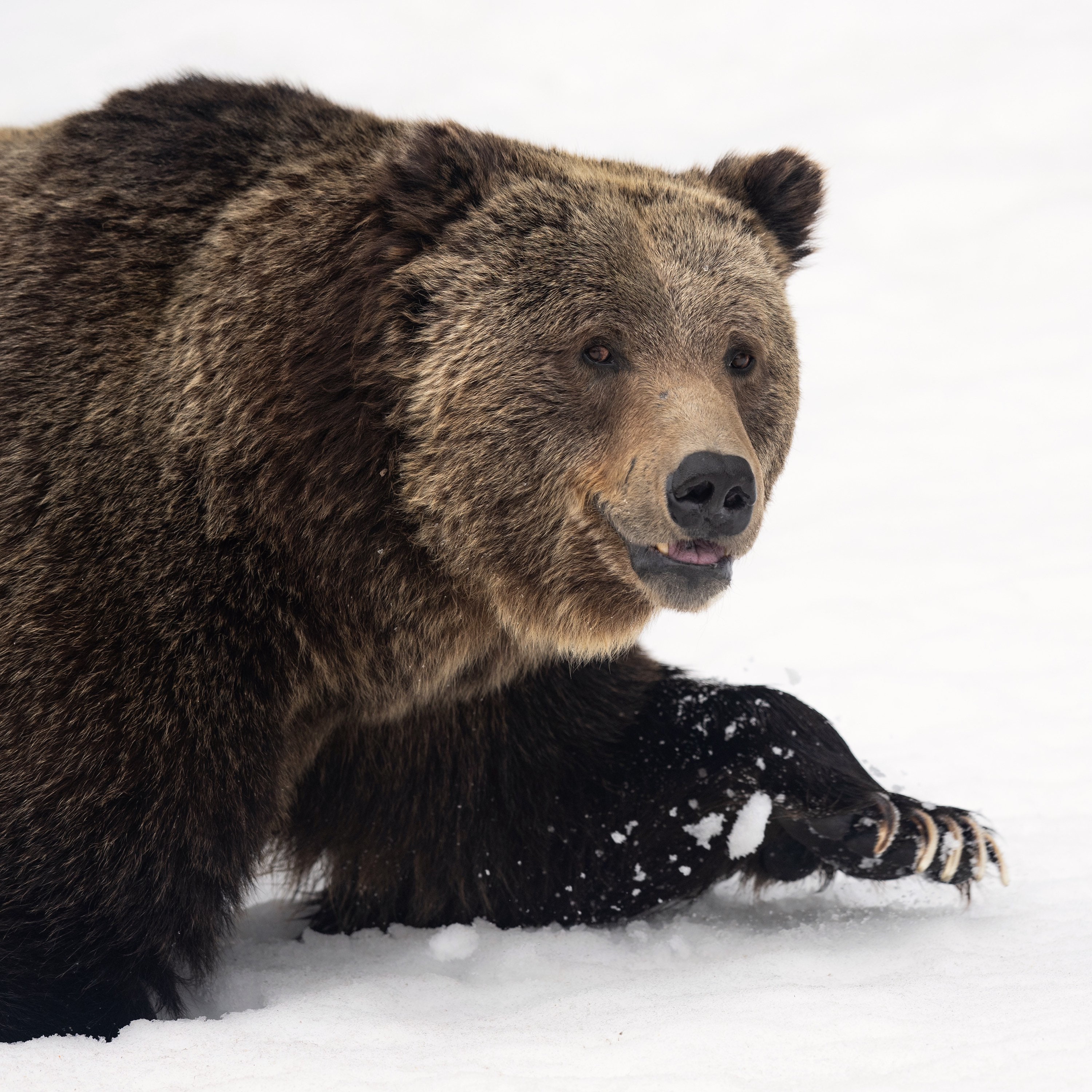Smiling Grizzly Bear