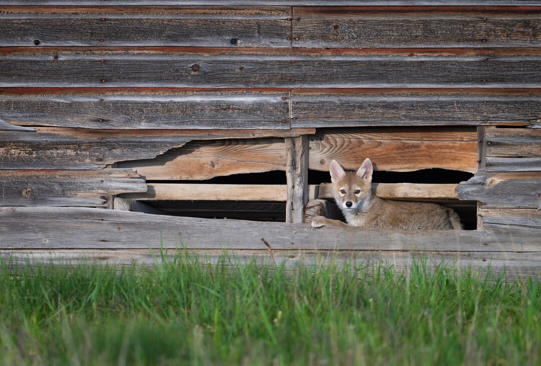 Coyote Pup in a Hole in a Barn - Giclee Photography Prints - Etsy