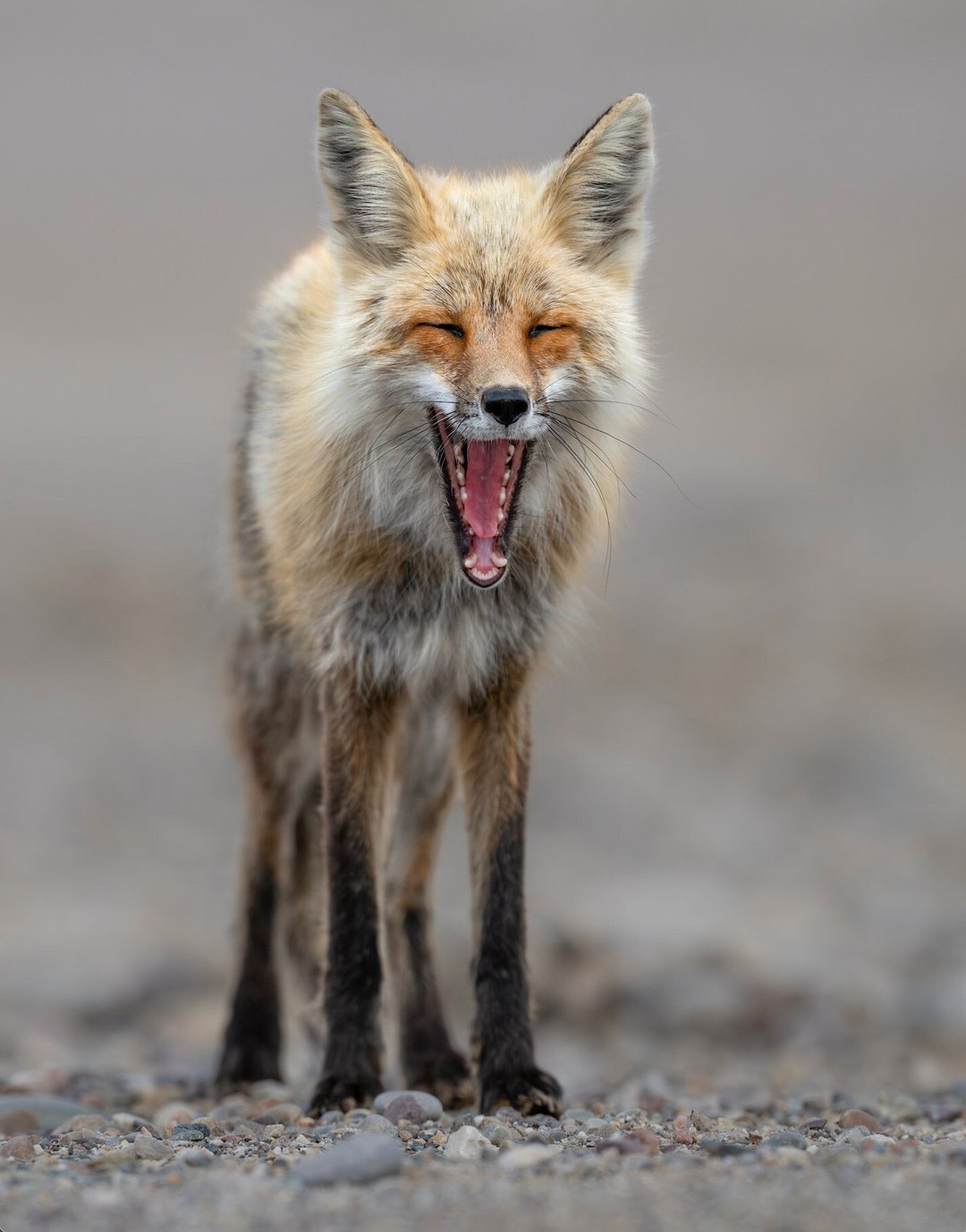 Laughing Red Fox Portrait - Giclee Prints - Etsy