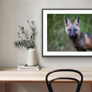 Black Cross Fox Kit Emerges From Den - Giclee Prints - Etsy