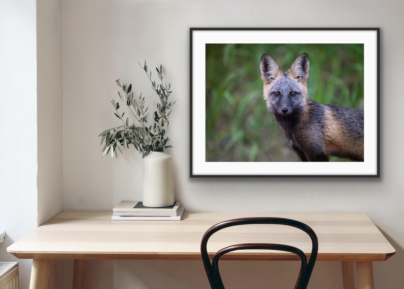 Black Cross Fox Kit Emerges From Den - Giclee Prints - Etsy