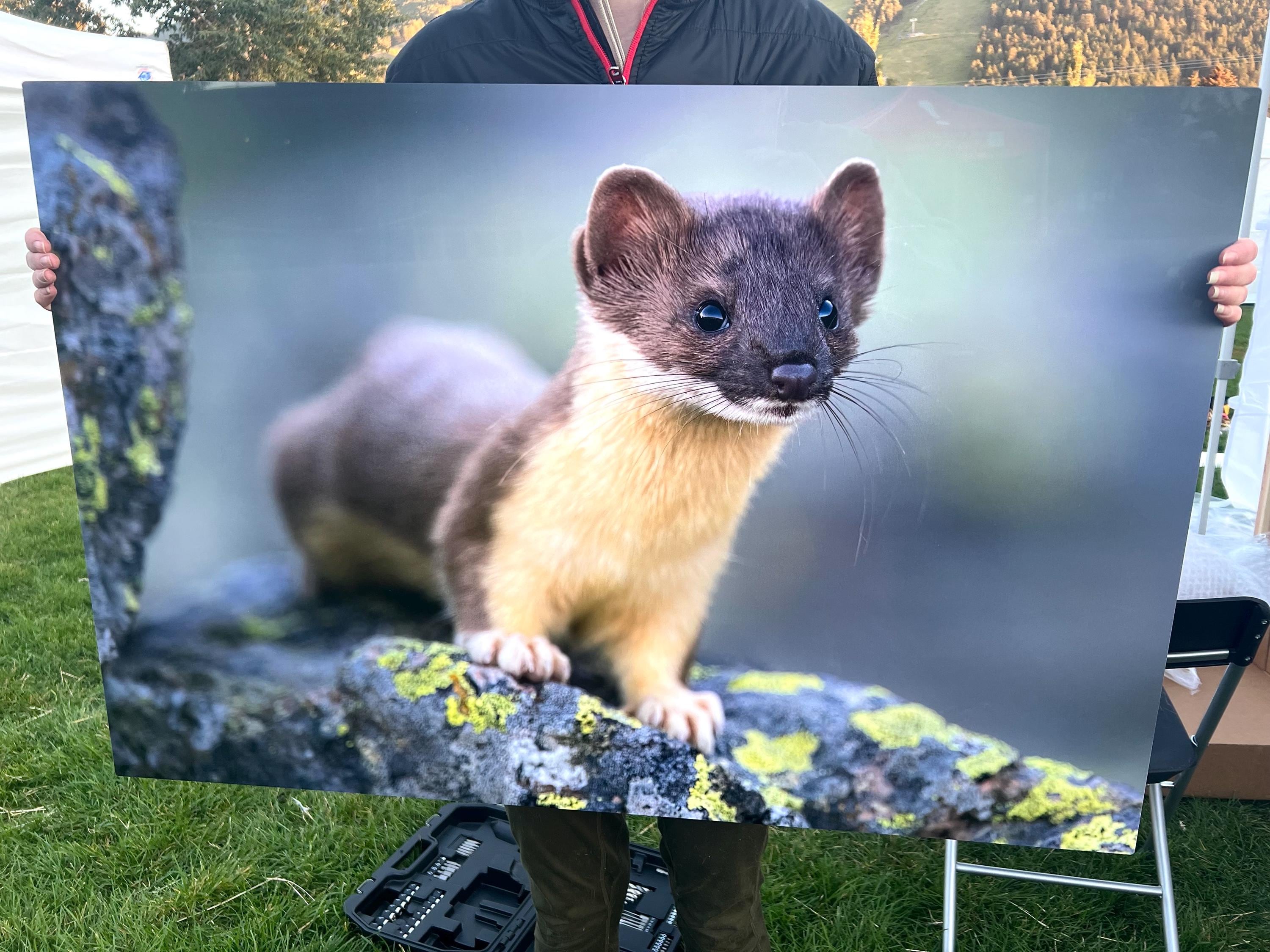 Long Tailed Weasel Portrait- Giclee Prints - Etsy