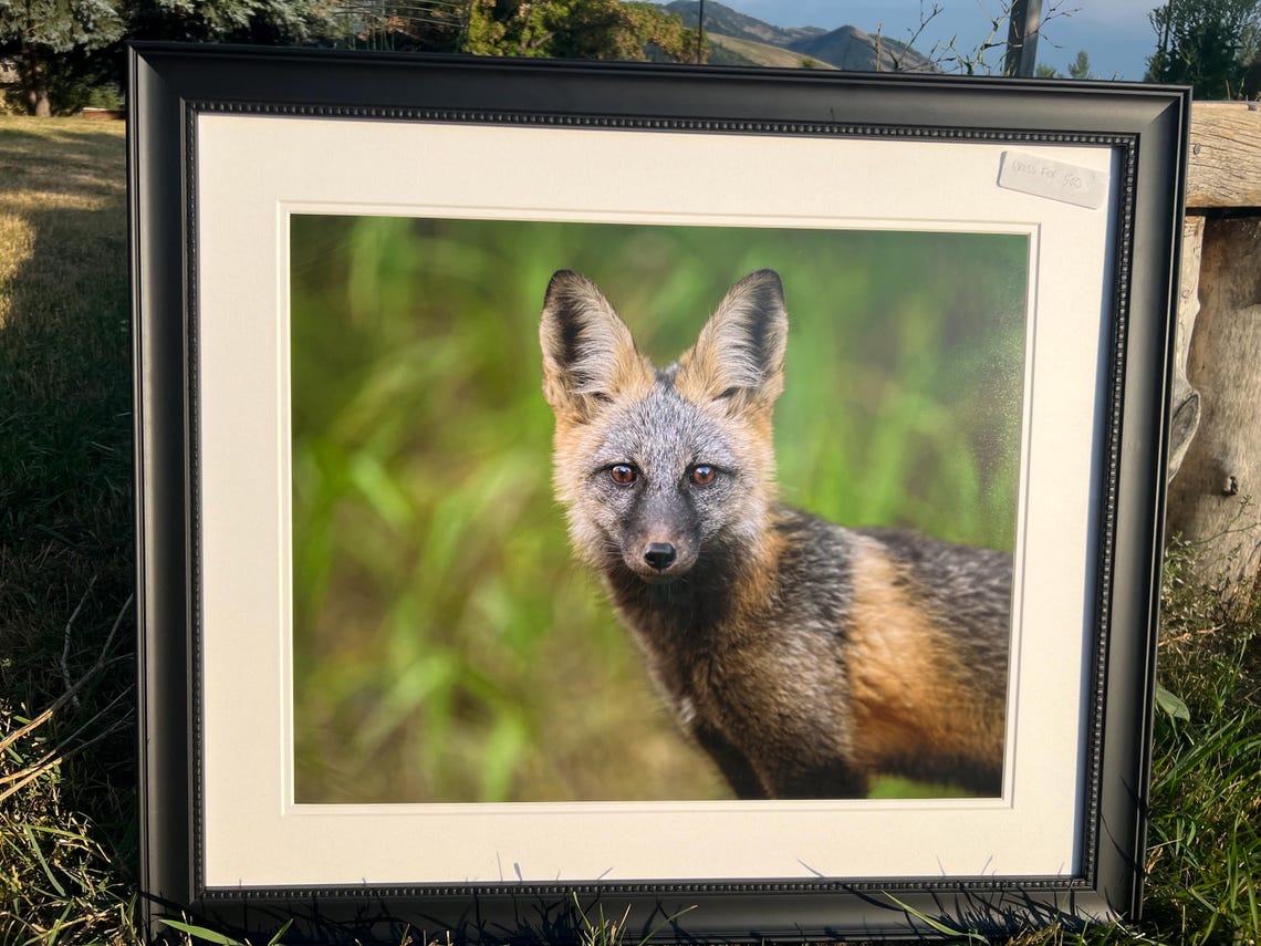 Black Cross Fox Kit Emerges From Den - Giclee Prints - Etsy