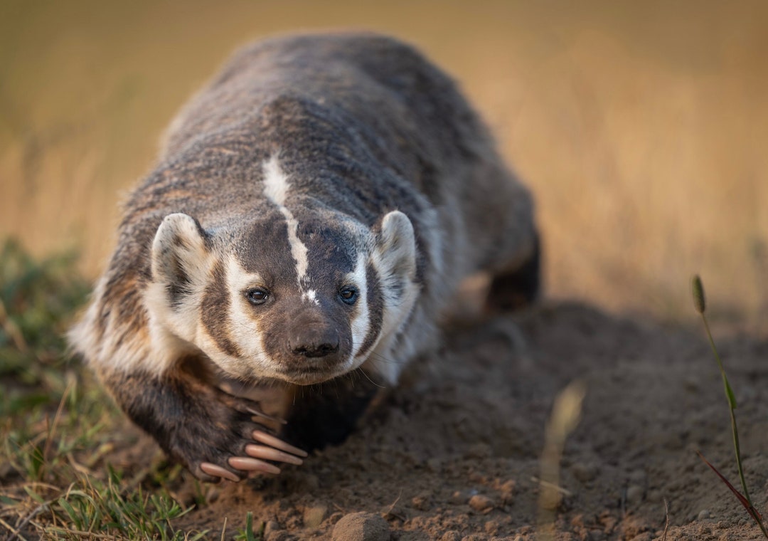 Mother Badger on the Hunt - Giclee Prints - Etsy