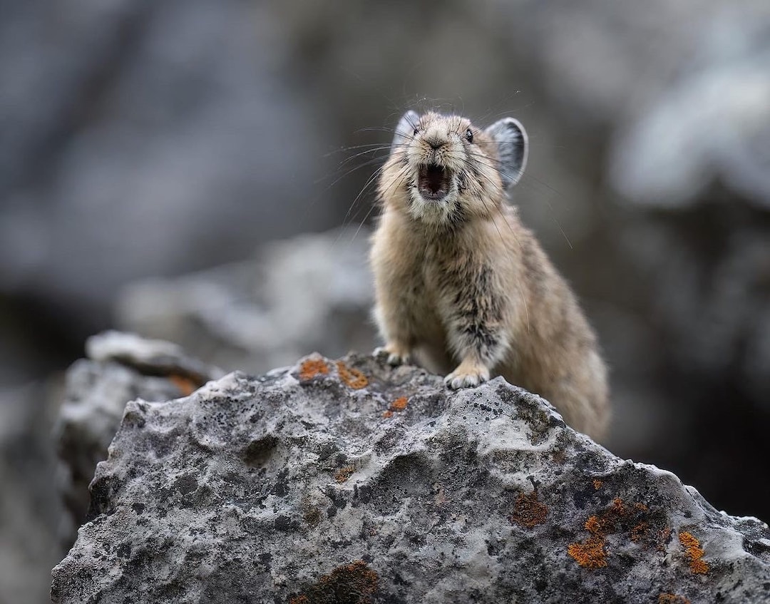 Pika Yelling - Giclee Prints - Etsy