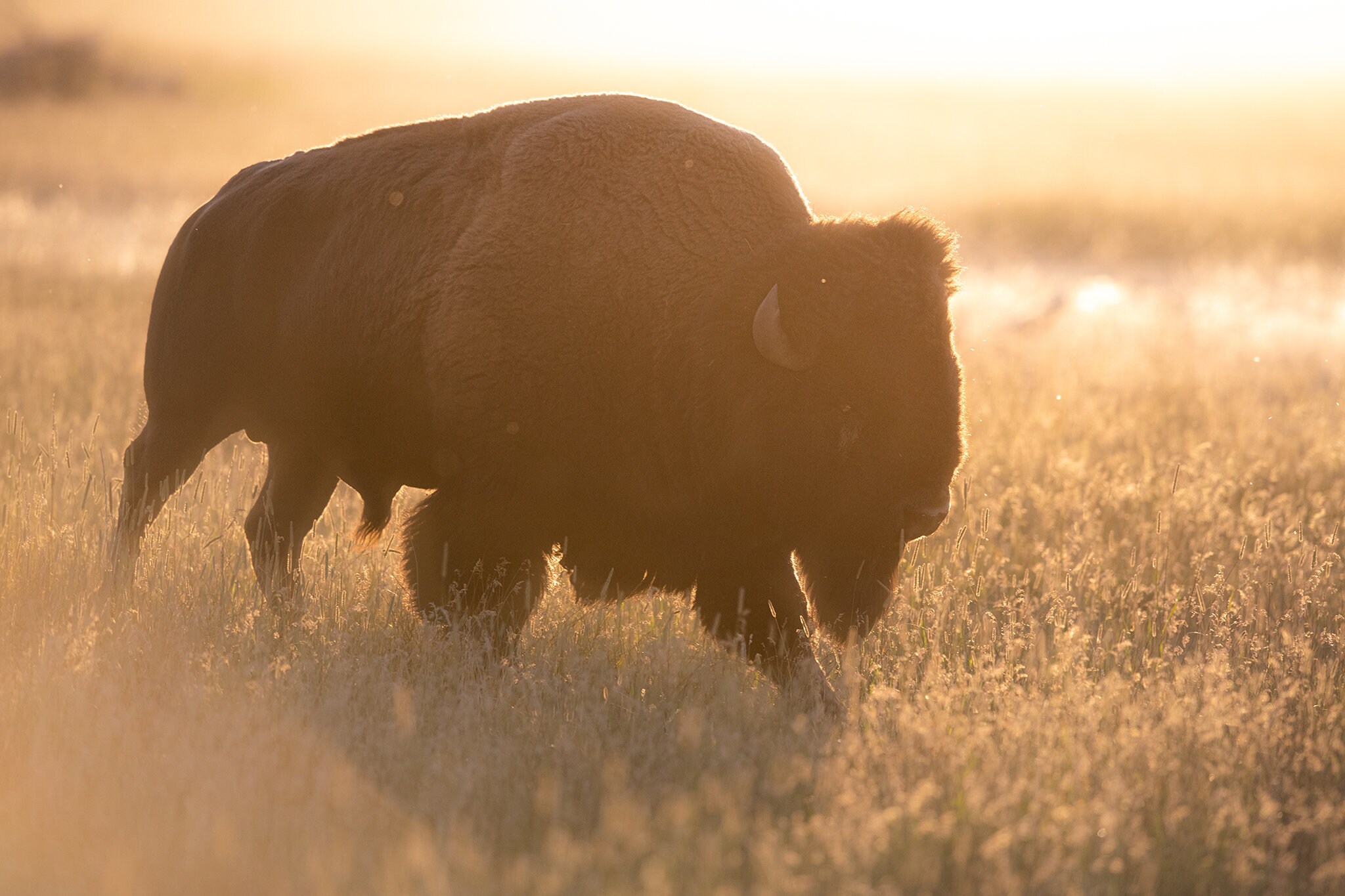 Bull Bison at Sunset Giclee Prints - Etsy