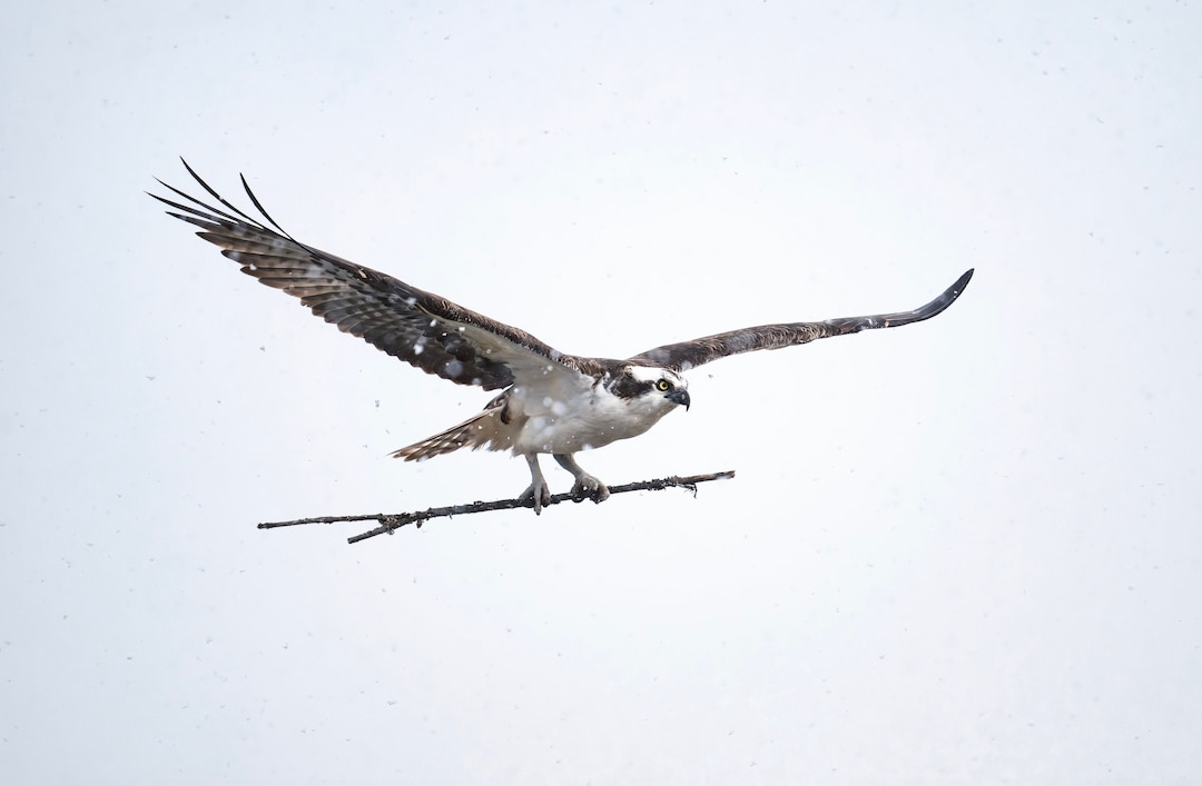 Osprey Carrying a Stick - Giclee Prints - Etsy