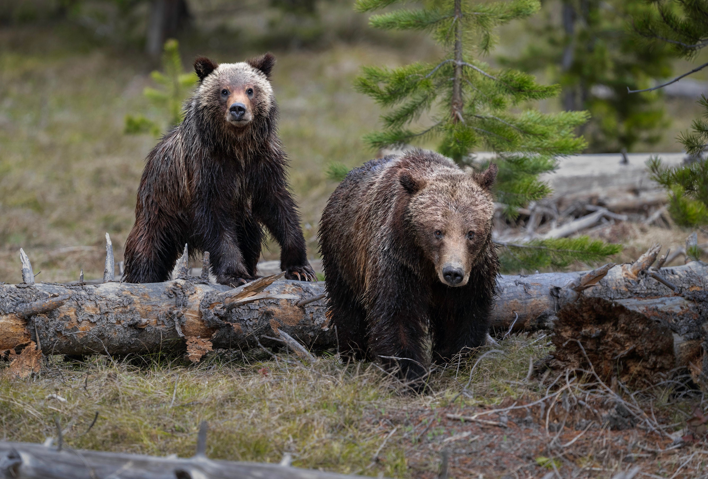 Cachorros De Oso Grizzly Osos Dos Cachorros De Oso Pardo Jugando