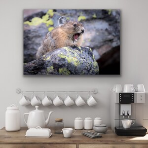 Screaming Pika - Wildlife Giclee Print - Etsy