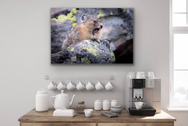 Screaming Pika - Wildlife Giclee Print - Etsy