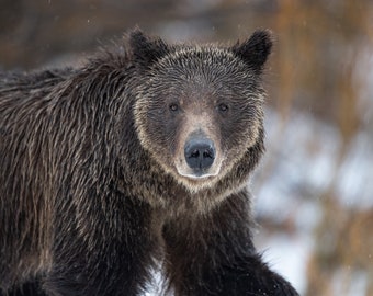 Golden Pika Giclee Prints - Etsy