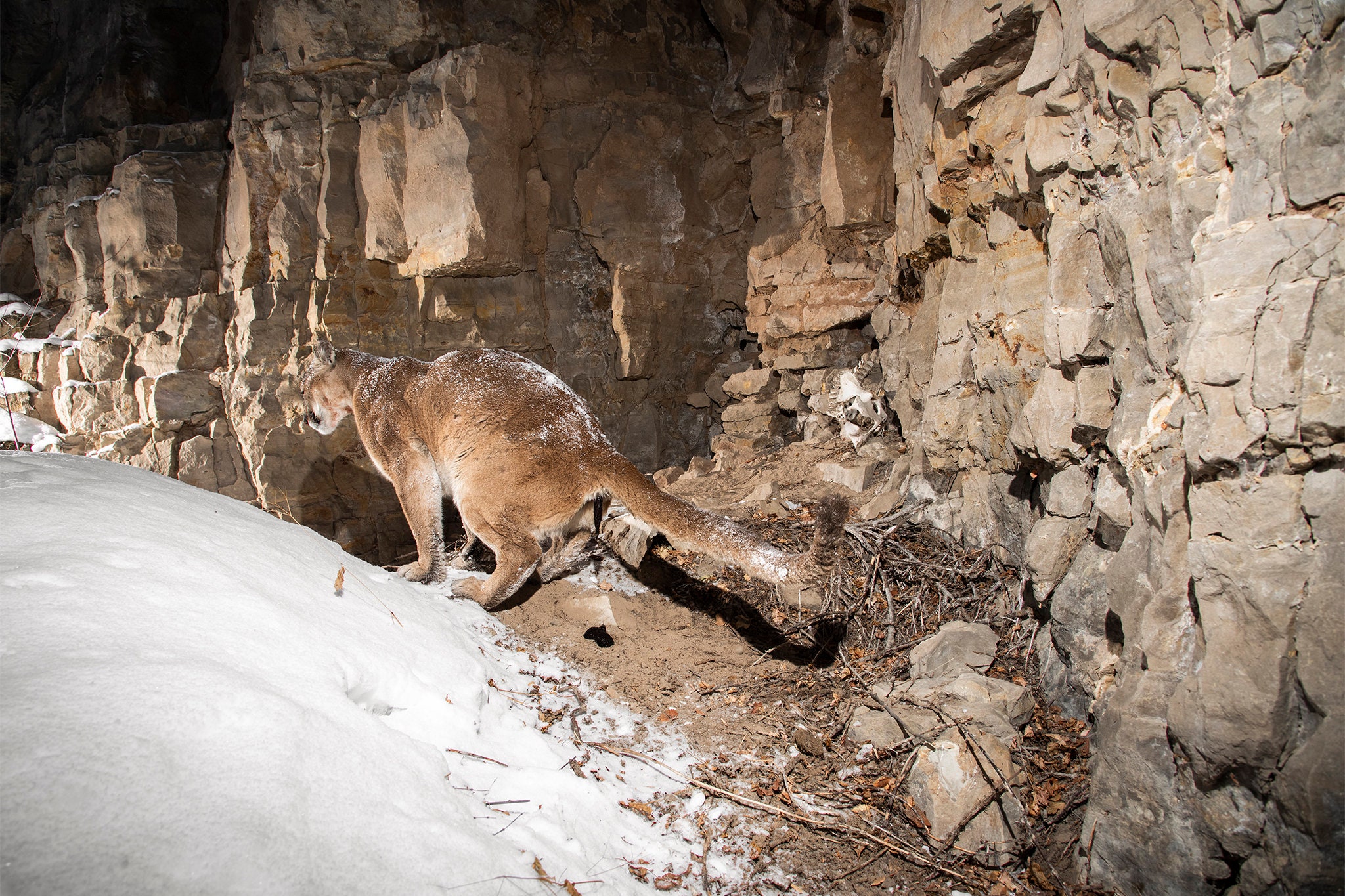 Mountain Lion Pooping in a Canyon Giclee Prints - Etsy