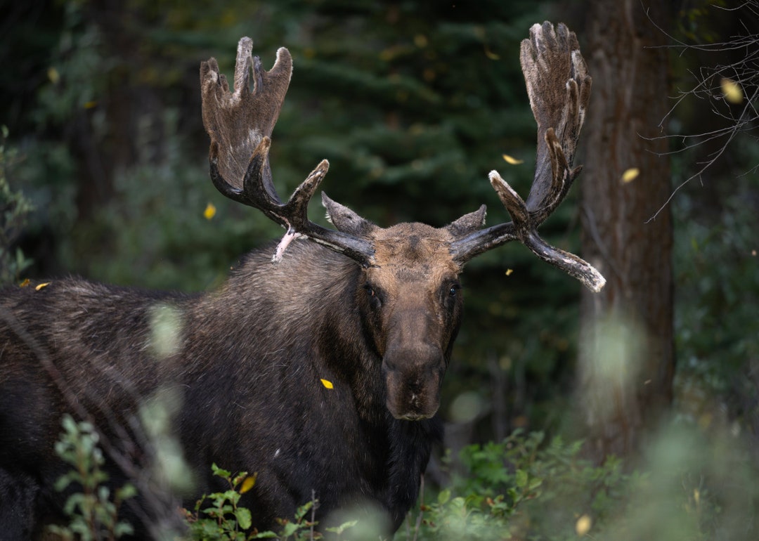 Velvet Moose in Fall Leaves Giclee Prints - Etsy