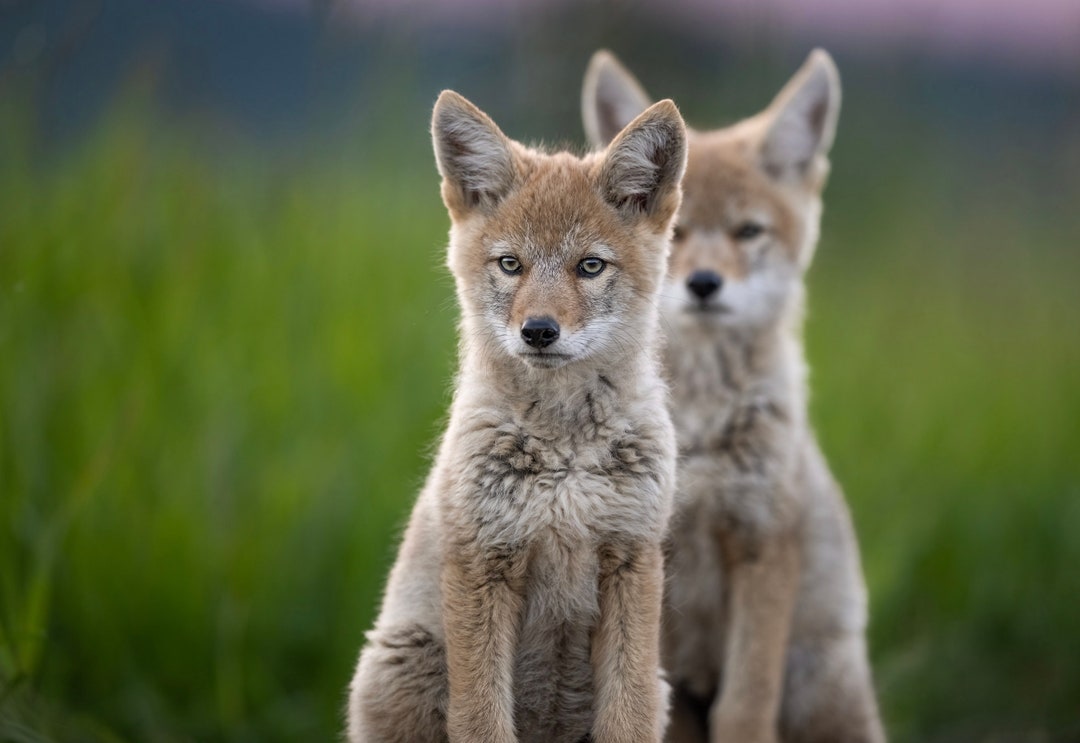 Two Coyote Pups at Sunset - Giclee Prints - Etsy