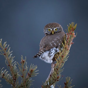 Pygmy Owl Looking Over Shoulder - Giclee Prints - Etsy