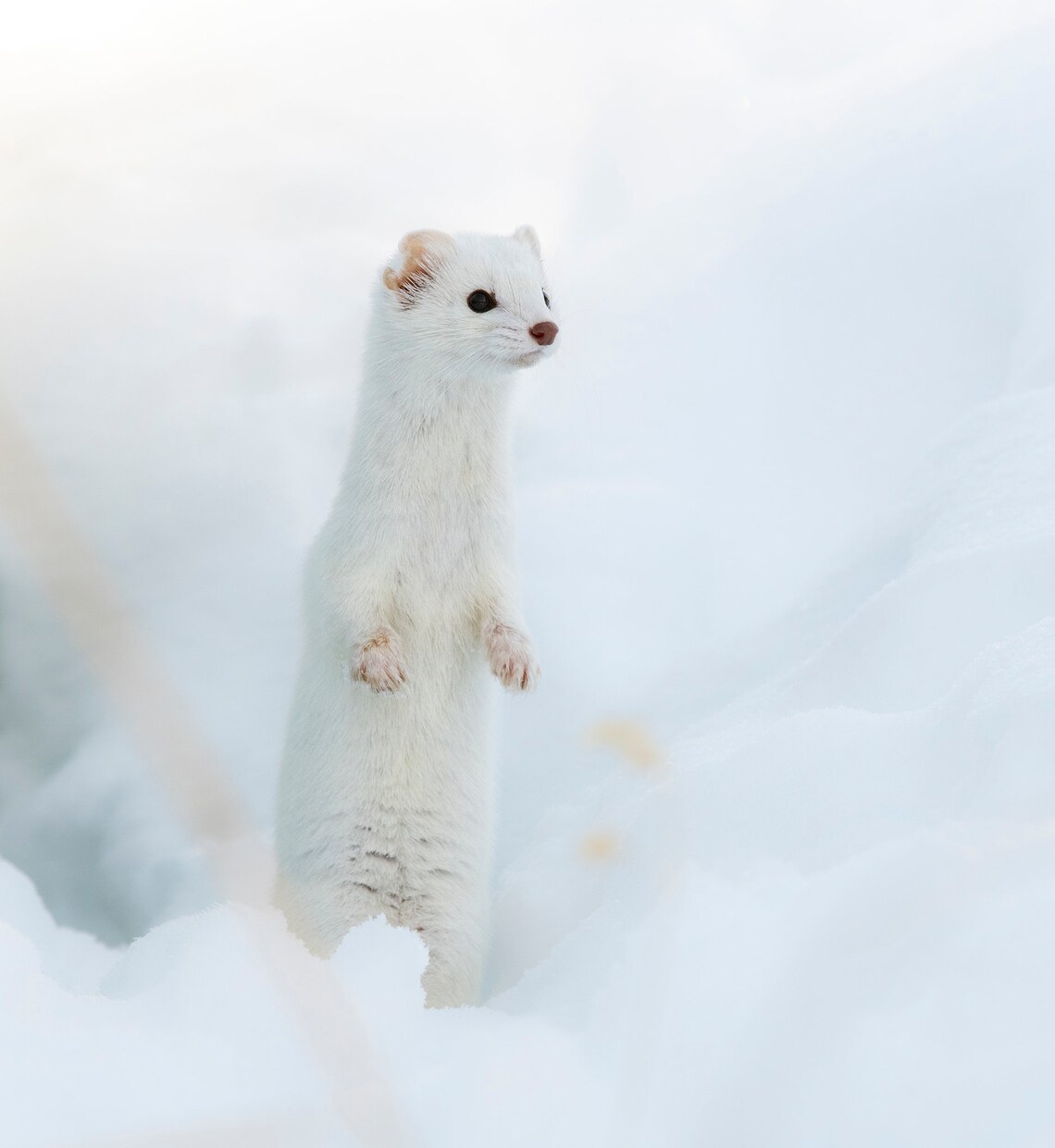 Weasel Standing in the Snow Giclee Prints - Etsy