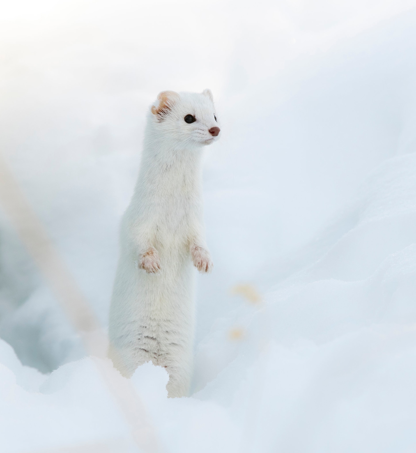 Weasel Standing in the Snow - Giclee Prints - Etsy