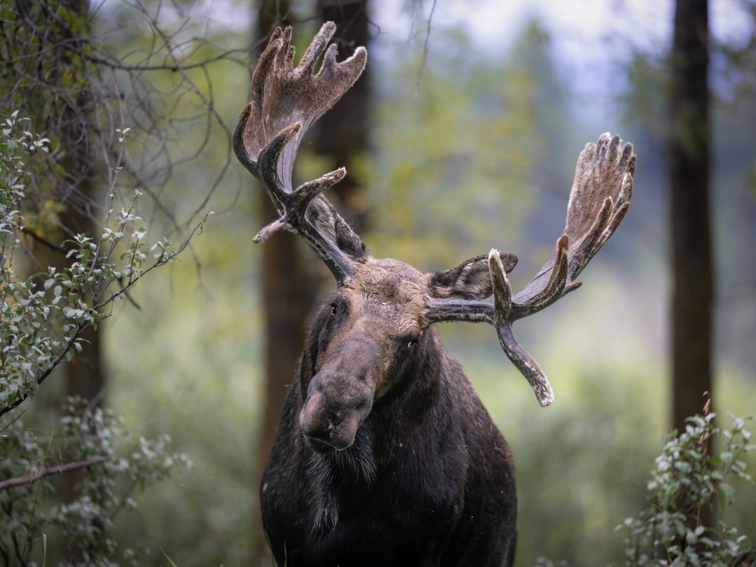 Velvet Moose Head Tilt - Giclee Prints - Etsy