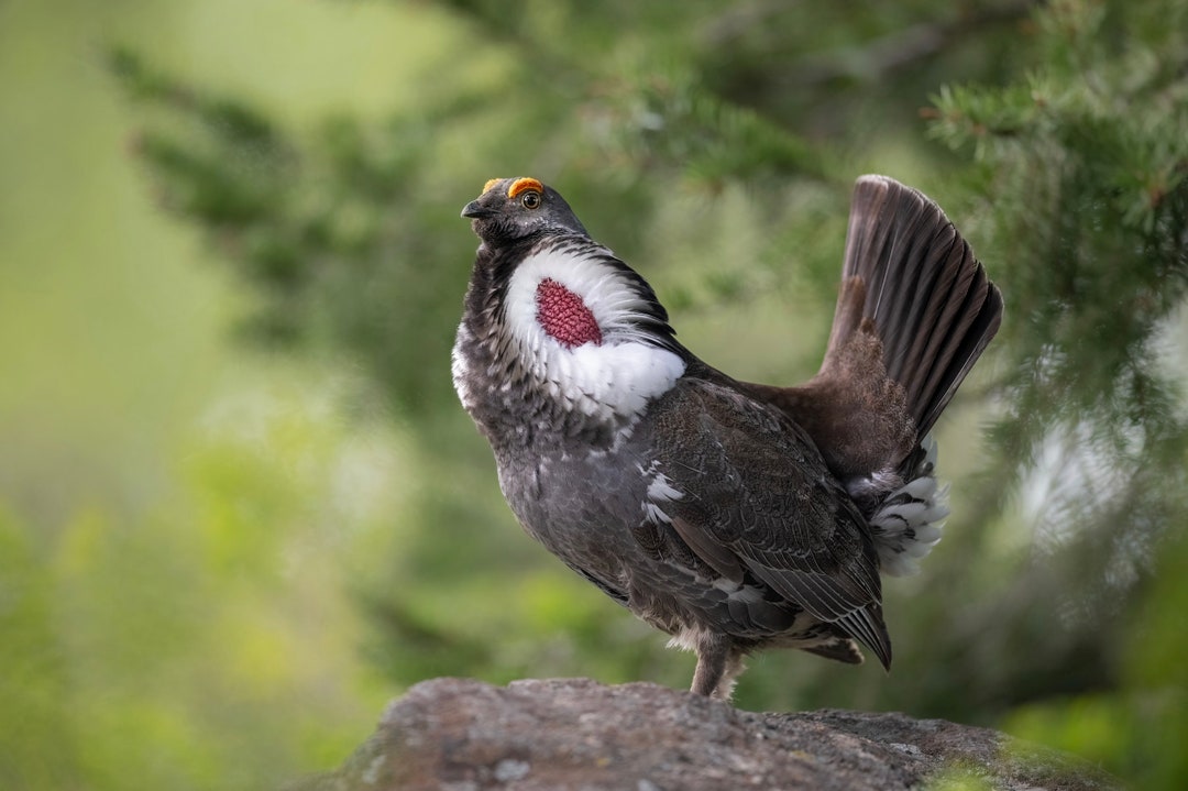 Portrait of a Dusky Grouse on a Rock - Giclee Prints - Etsy