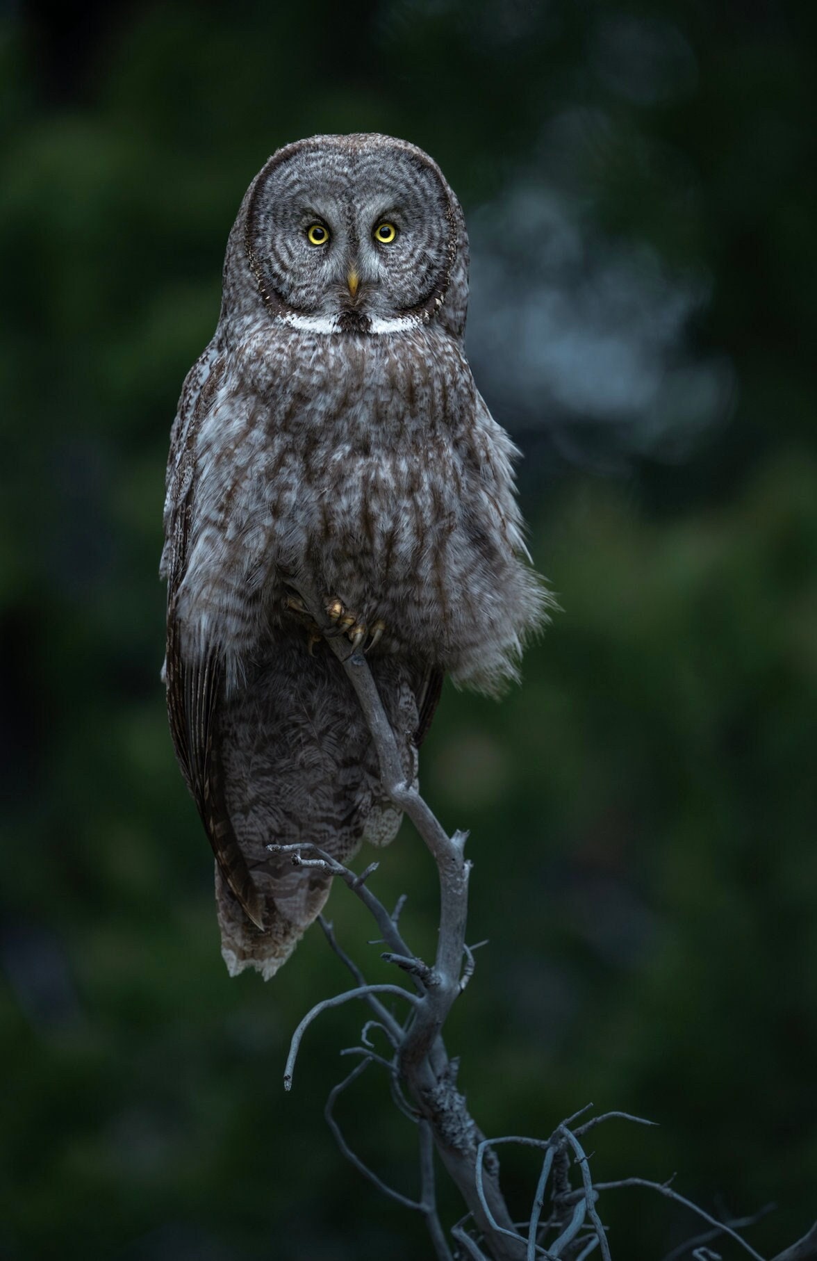Great Grey Owl Dark Vertical Portrait - Giclee Prints - Etsy