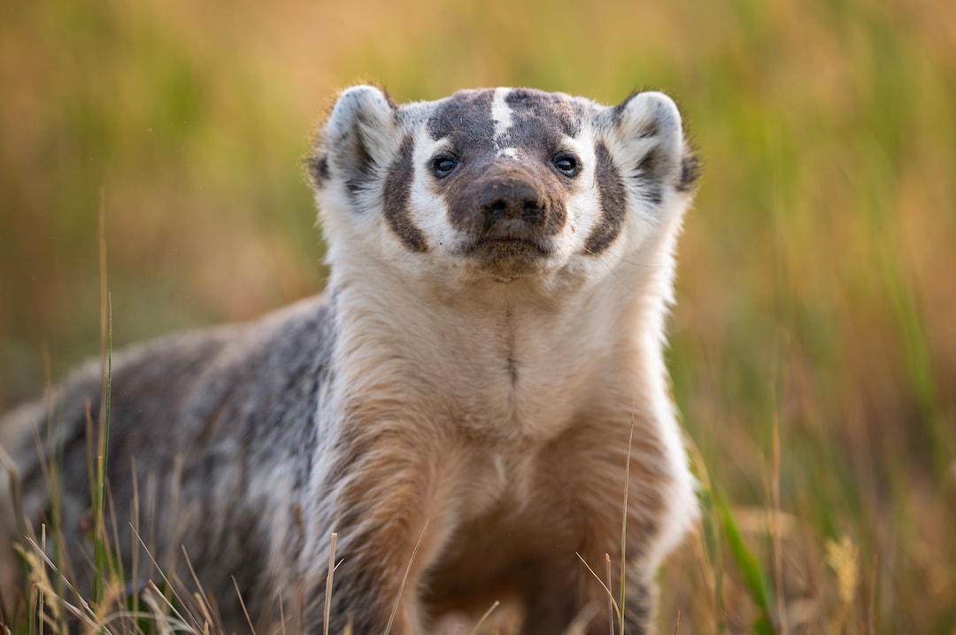 Portrait of a Badger Standing Tall - Giclee Prints - Etsy