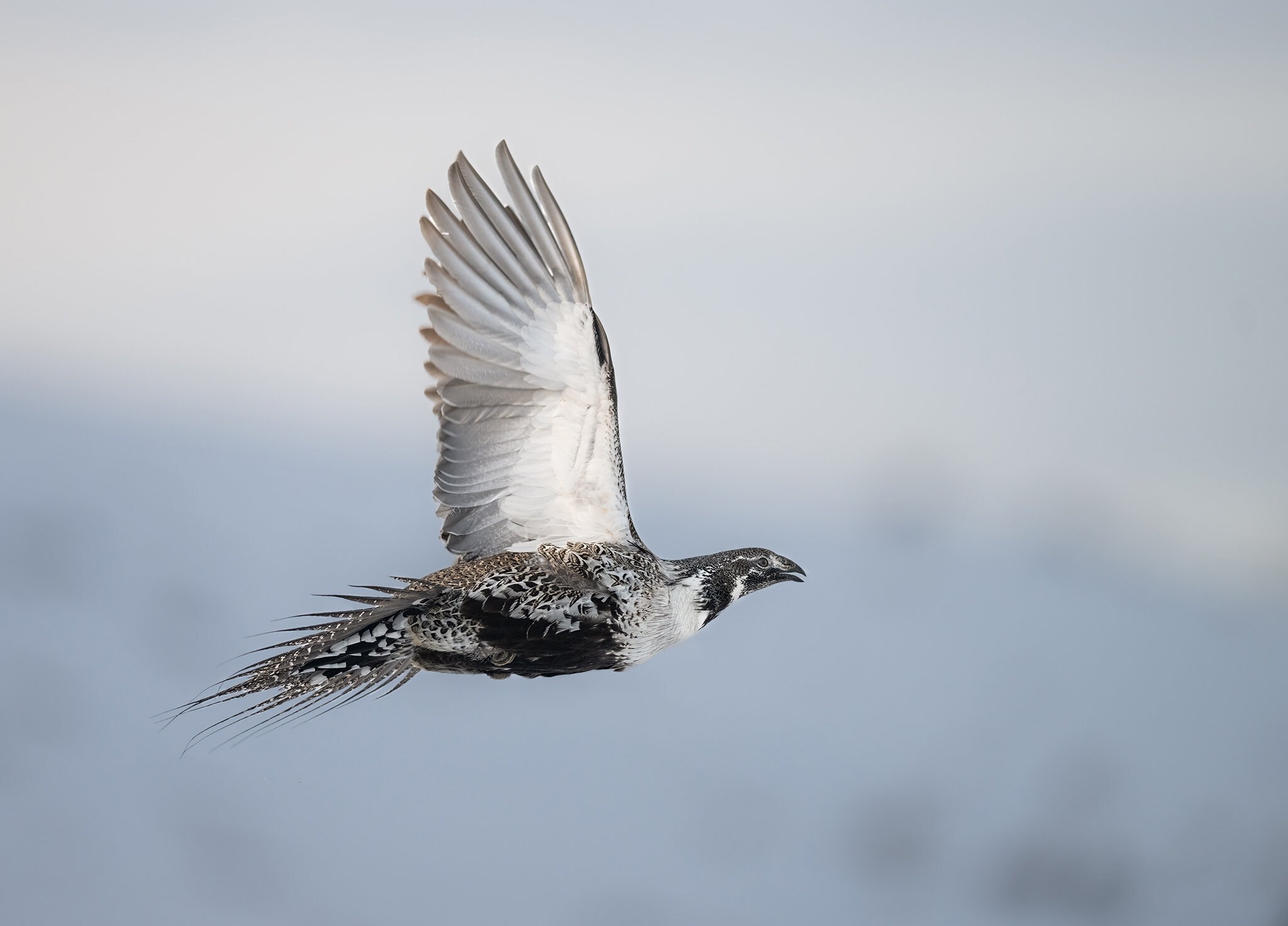 Flying Blue Grouse