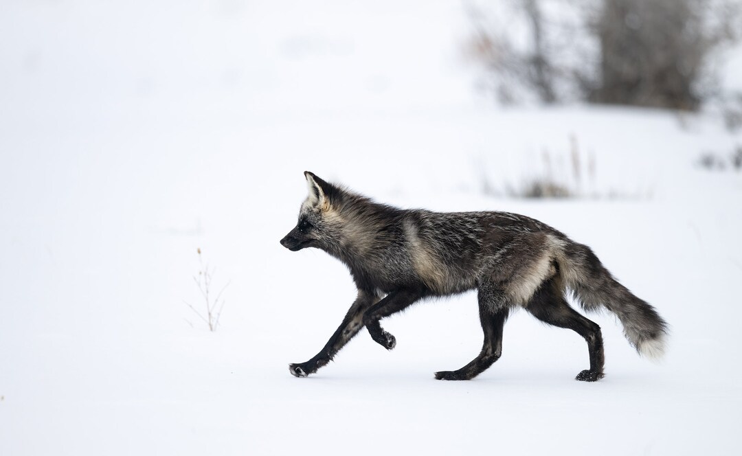 Cross Fox Running - Giclee Prints - Etsy