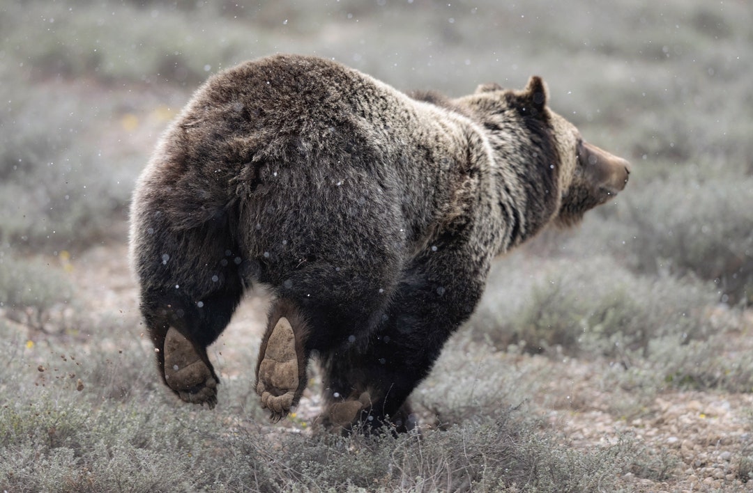 Bear Butt - Giclee Prints - Etsy