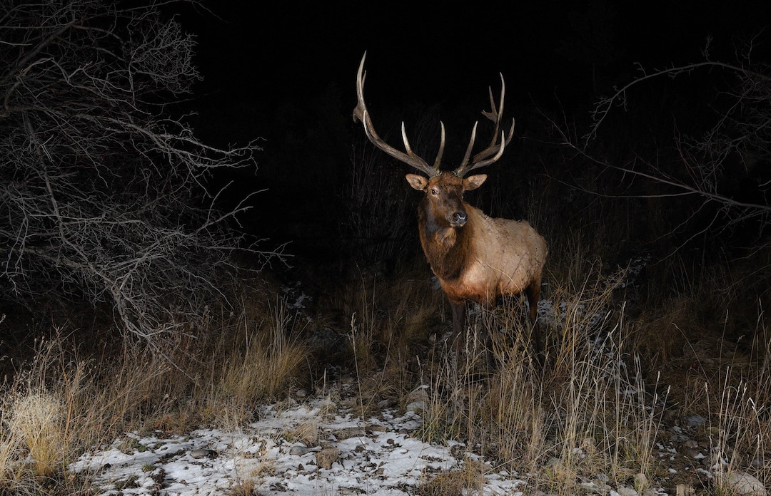 The Bull - Elk Night Portrait - Giclee Prints - Etsy