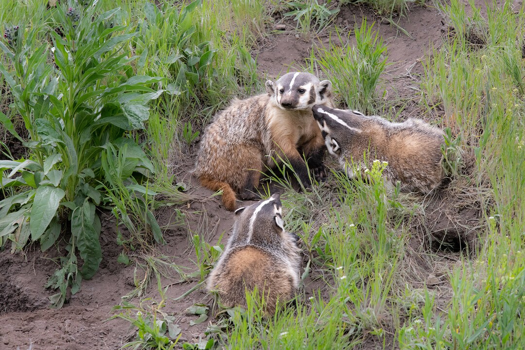 Beso de la familia Badger: impresiones giclée - Etsy México