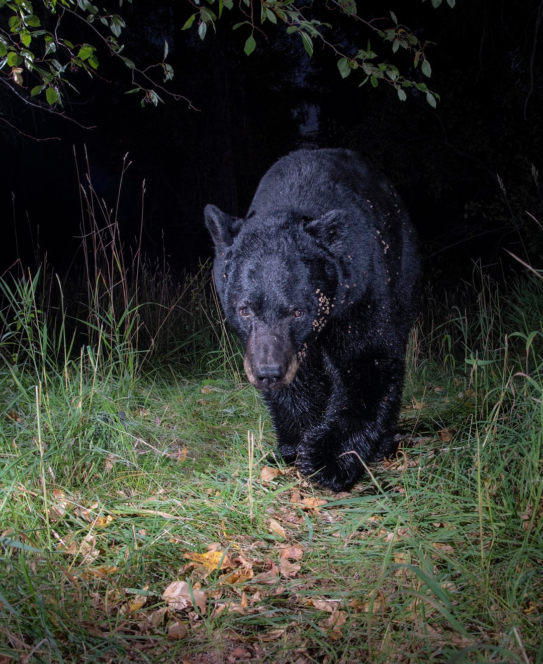 Huge Black Bear at Night - Giclee Prints - Etsy