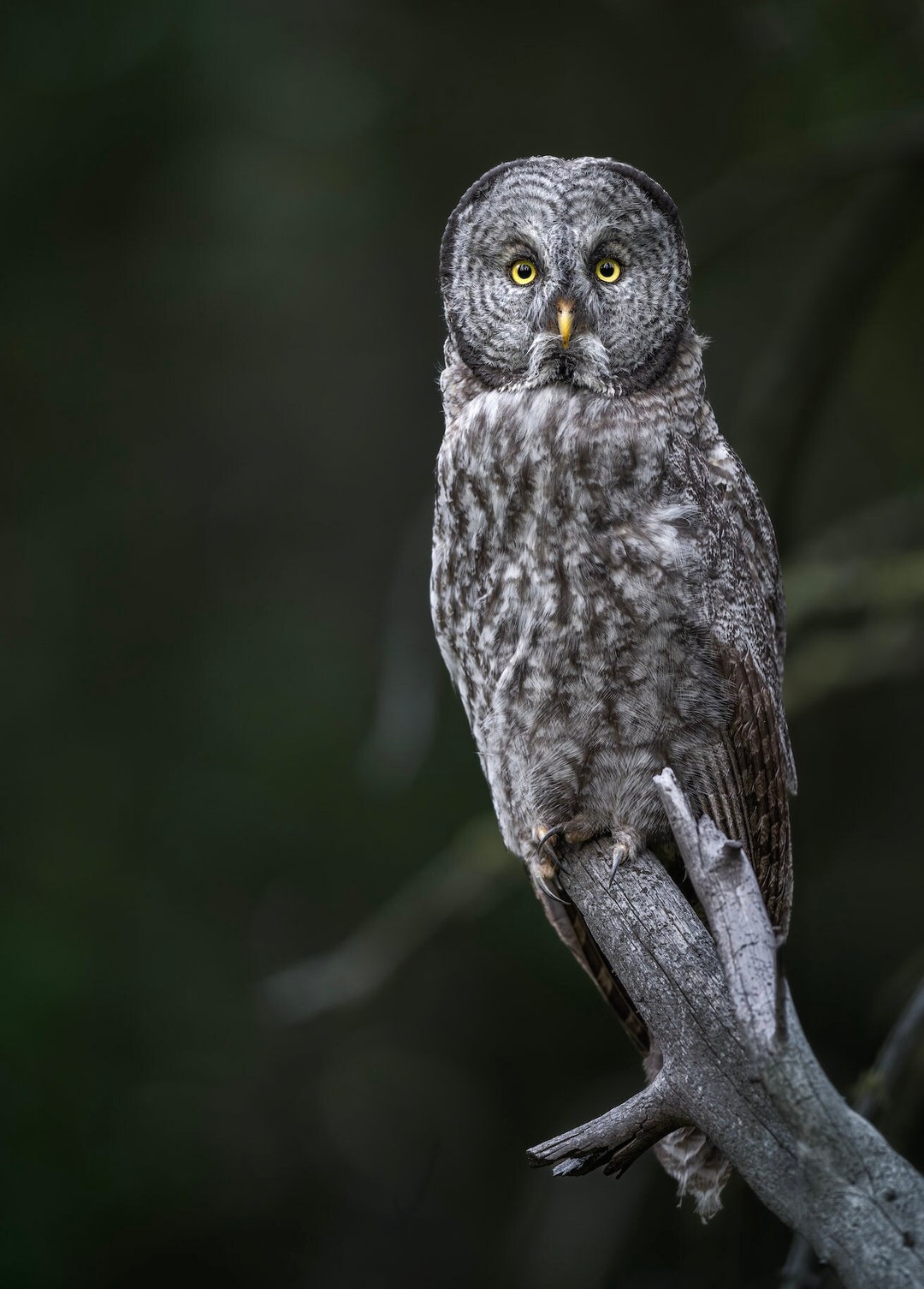 Great Grey Owl Vertical Portrait- Giclee Prints - Etsy