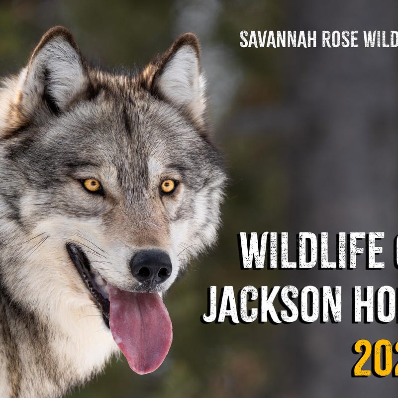 2026 Rose Calendar - Etsy