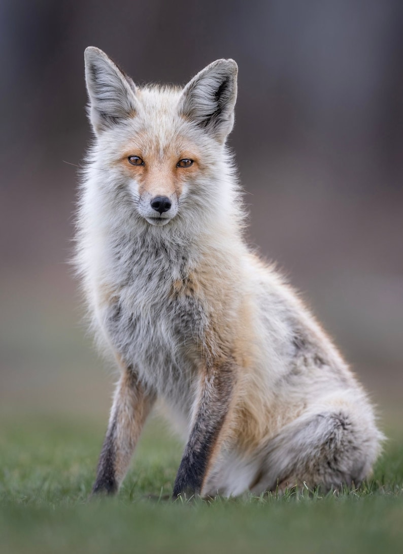Red Fox Portrait Giclee Prints - Etsy