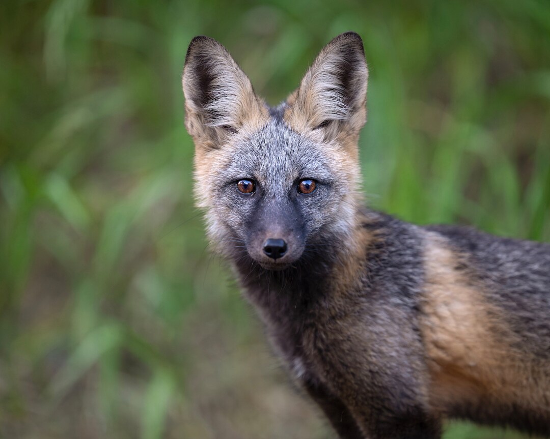 Black Cross Fox Kit Emerges From Den - Giclee Prints - Etsy
